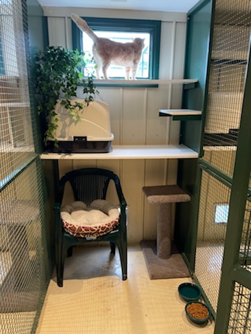 4 Paws Boarding Kennels - Cattery